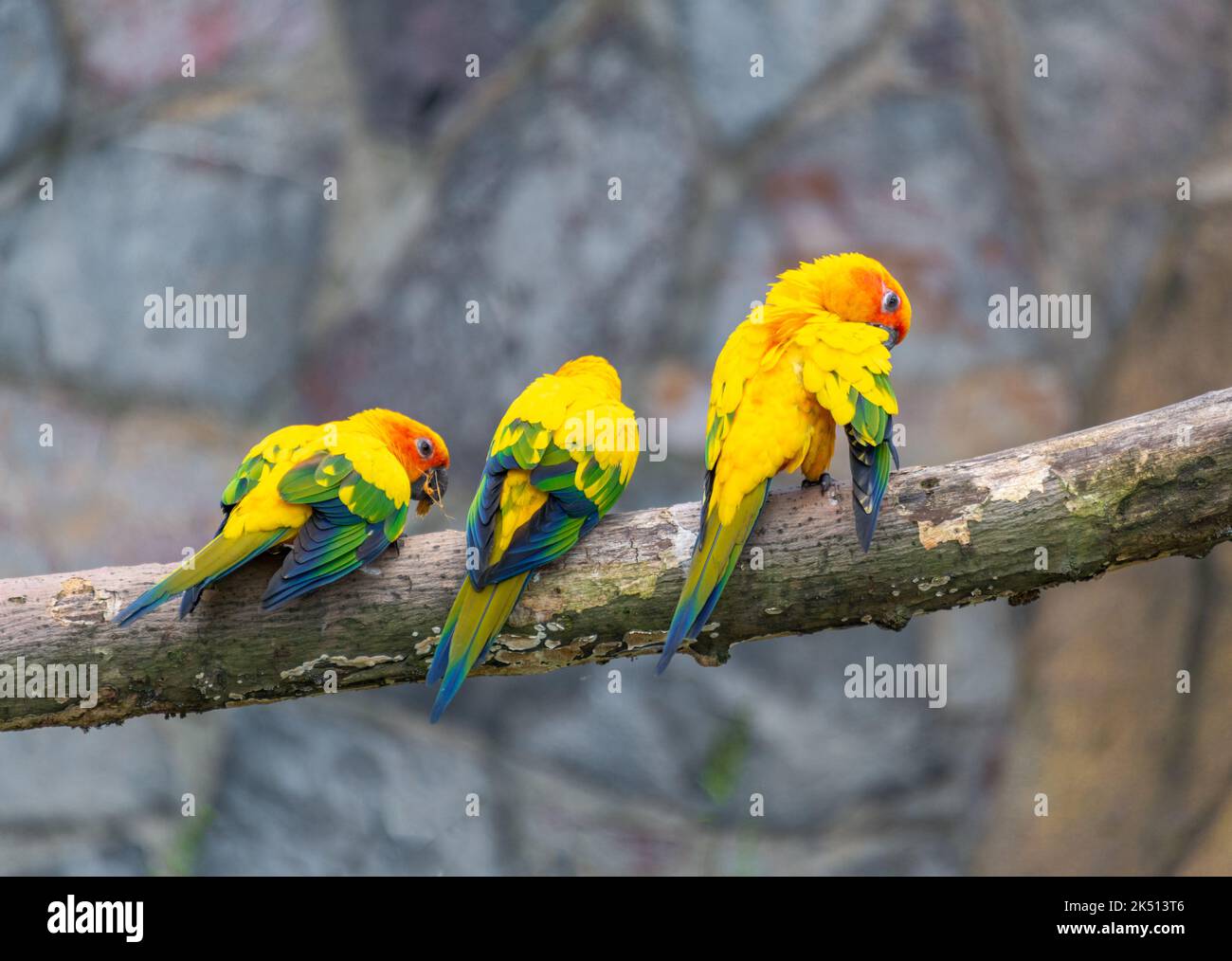 Yellow-and-green Sun Condor on a branch Stock Photo - Alamy