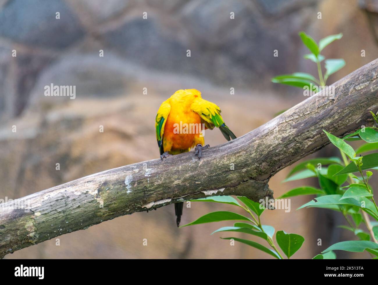 Condor on a branch hi-res stock photography and images - Alamy