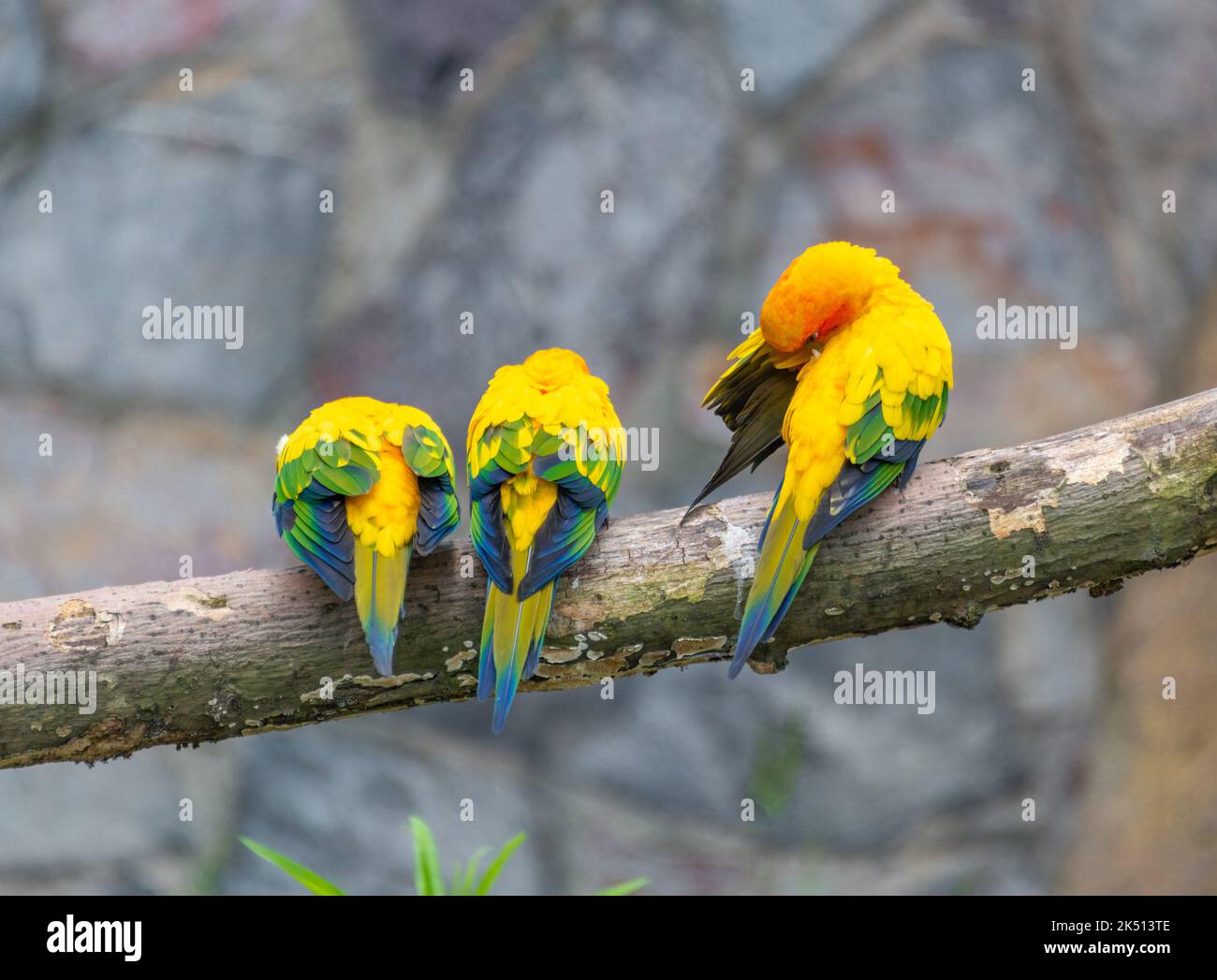 Condor on a branch hi-res stock photography and images - Alamy