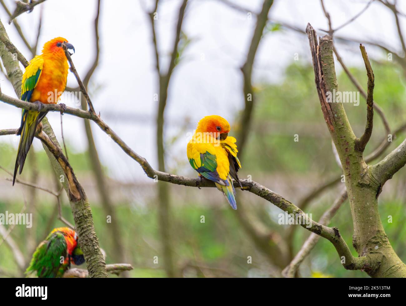 Condor on a branch hi-res stock photography and images - Alamy