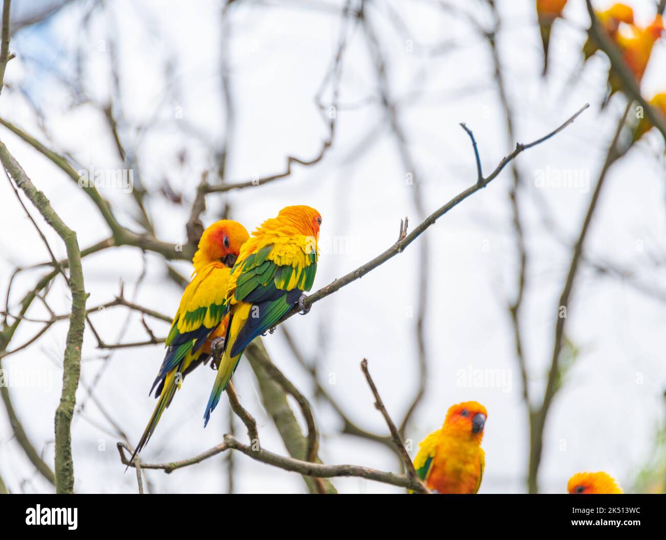 Condor on a branch hi-res stock photography and images - Alamy