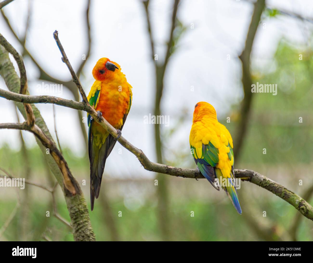 Yellow-and-green Sun Condor on a branch Stock Photo - Alamy