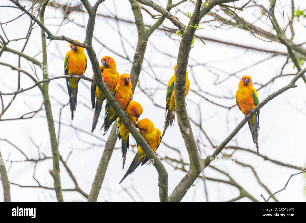 Yellow-and-green Sun Condor on a branch Stock Photo - Alamy