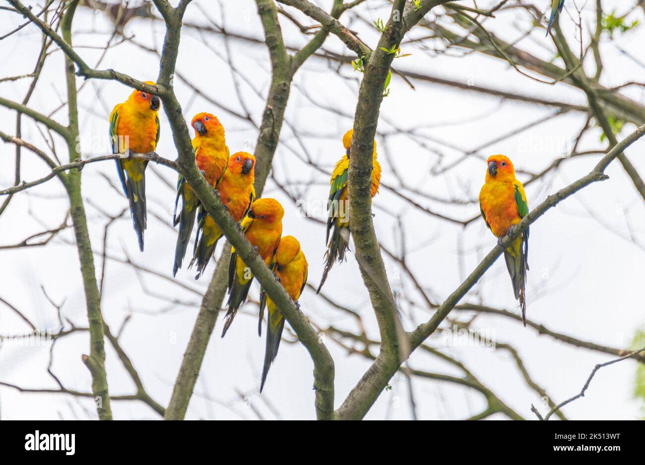 Condor on a branch hi-res stock photography and images - Alamy