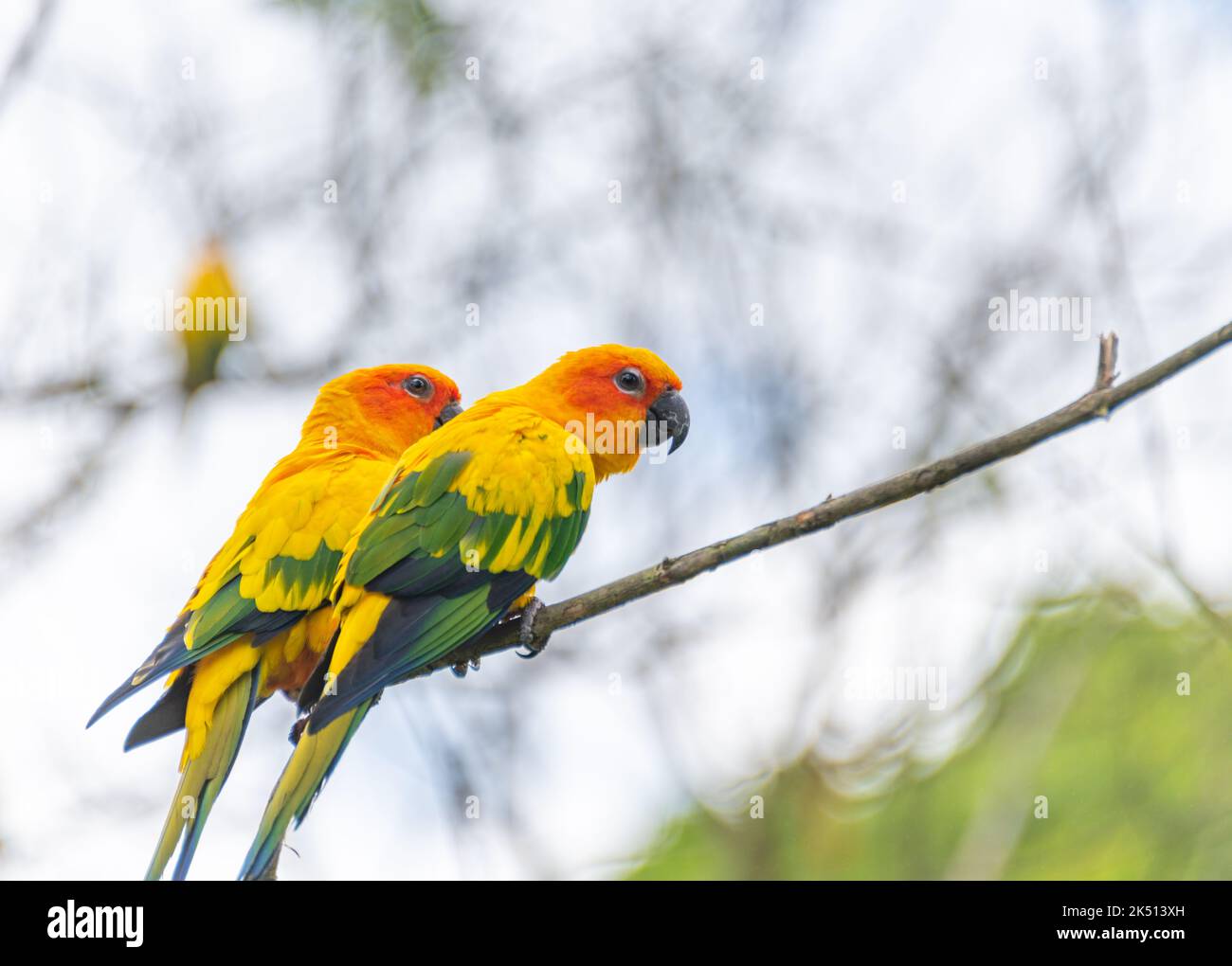 Yellow-and-green Sun Condor on a branch Stock Photo - Alamy