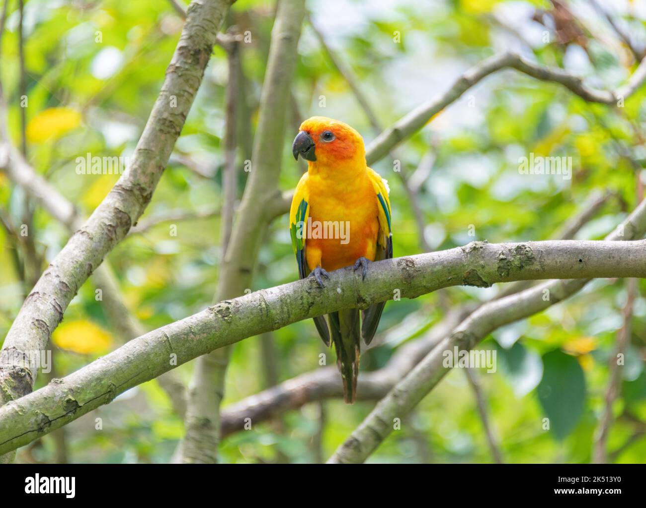 Yellow-and-green Sun Condor on a branch Stock Photo - Alamy