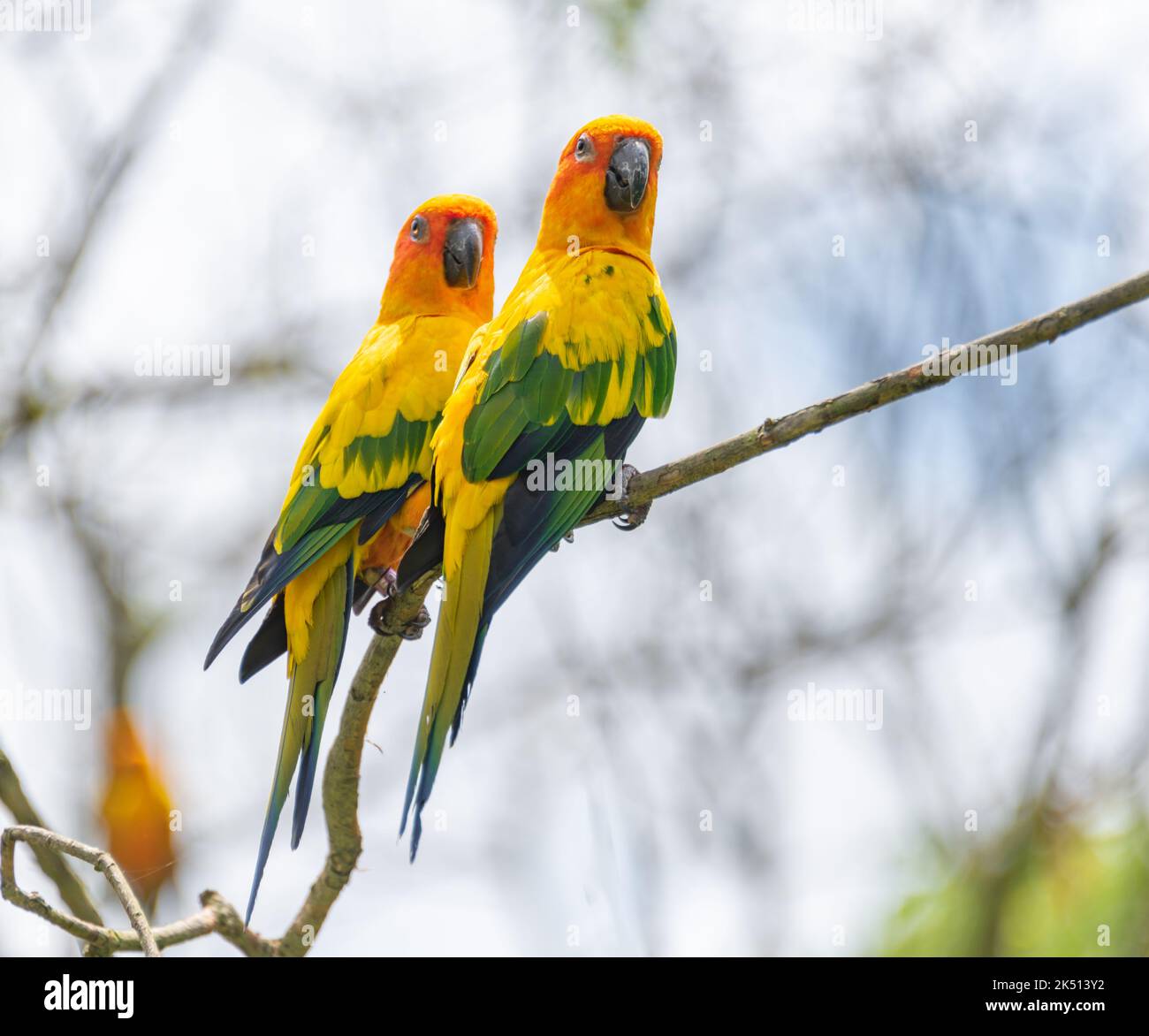 Yellow-and-green Sun Condor on a branch Stock Photo - Alamy