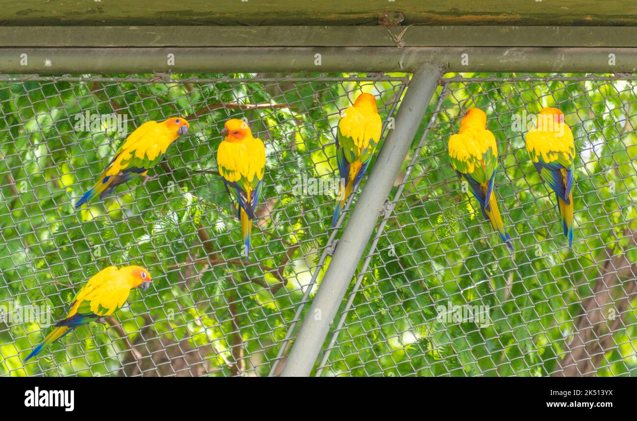 Yellow-and-green Sun Condor on a branch Stock Photo - Alamy