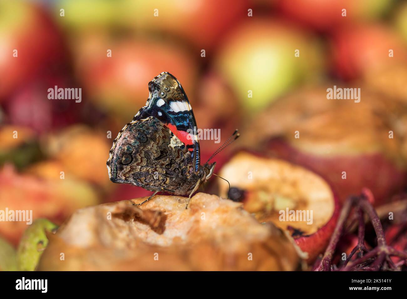 Red Admiral Butterfly; Vanessa atalanta; on Fallen Fruit; UK Stock ...