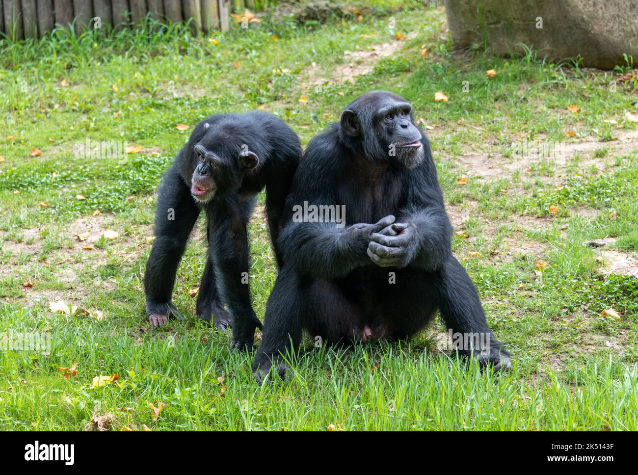 Chimpanzees sitting on the ground in a safari park Stock Photo - Alamy