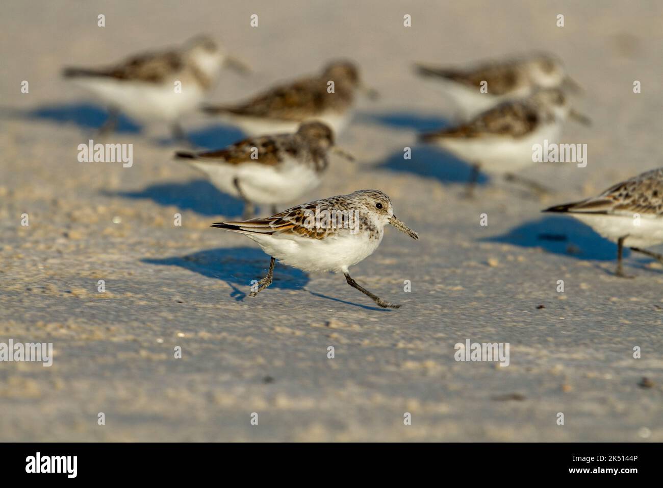 Sanderling; Calidris alba; running on a Cornish beach Stock Photo - Alamy