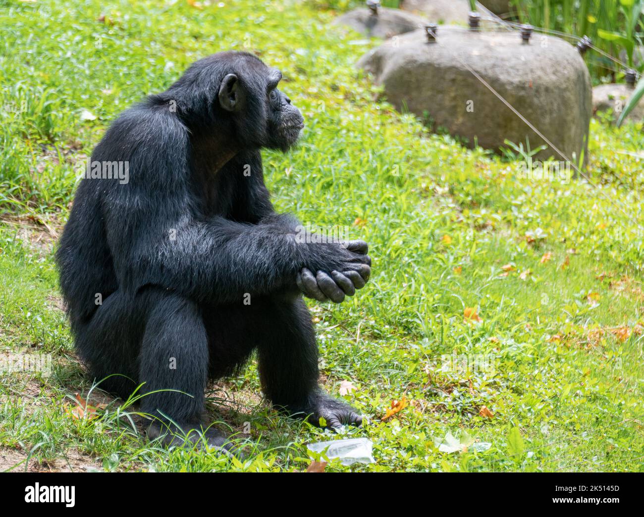 Chimpanzees sitting on the ground in a safari park Stock Photo - Alamy