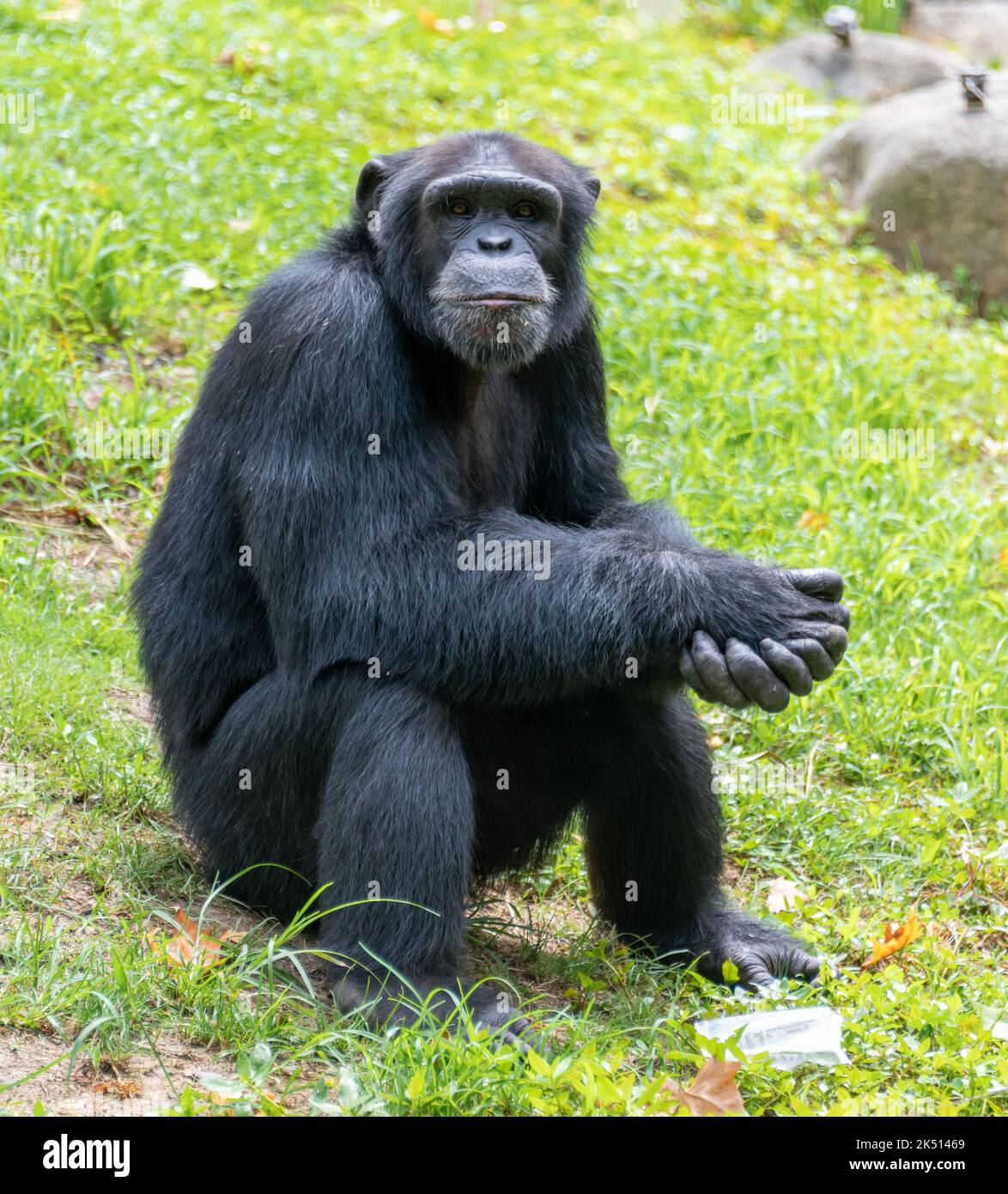 Chimpanzees sitting on the ground in a safari park Stock Photo - Alamy