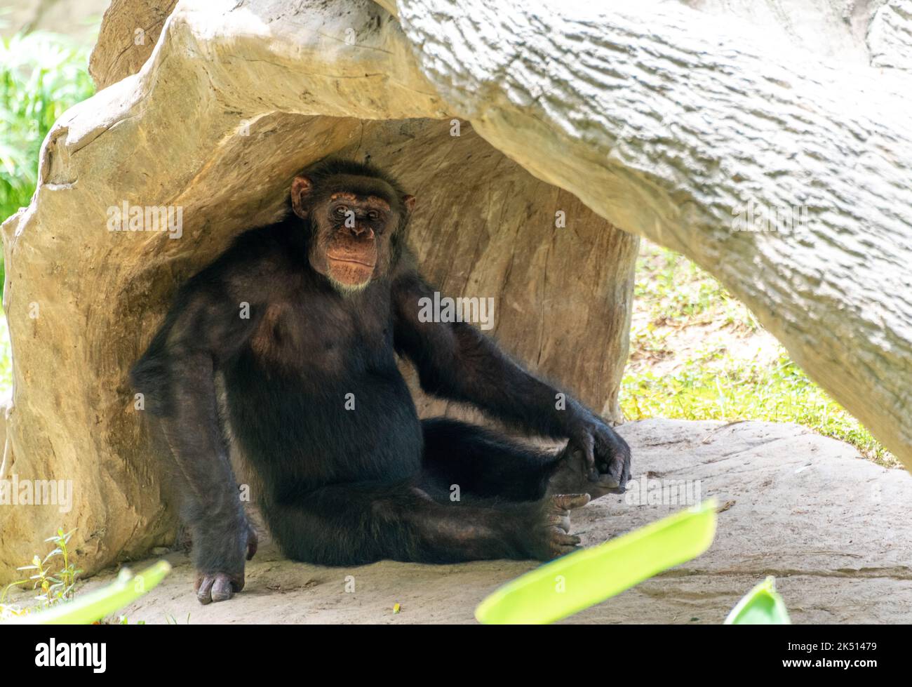 Chimpanzees sitting on the ground in a safari park Stock Photo - Alamy