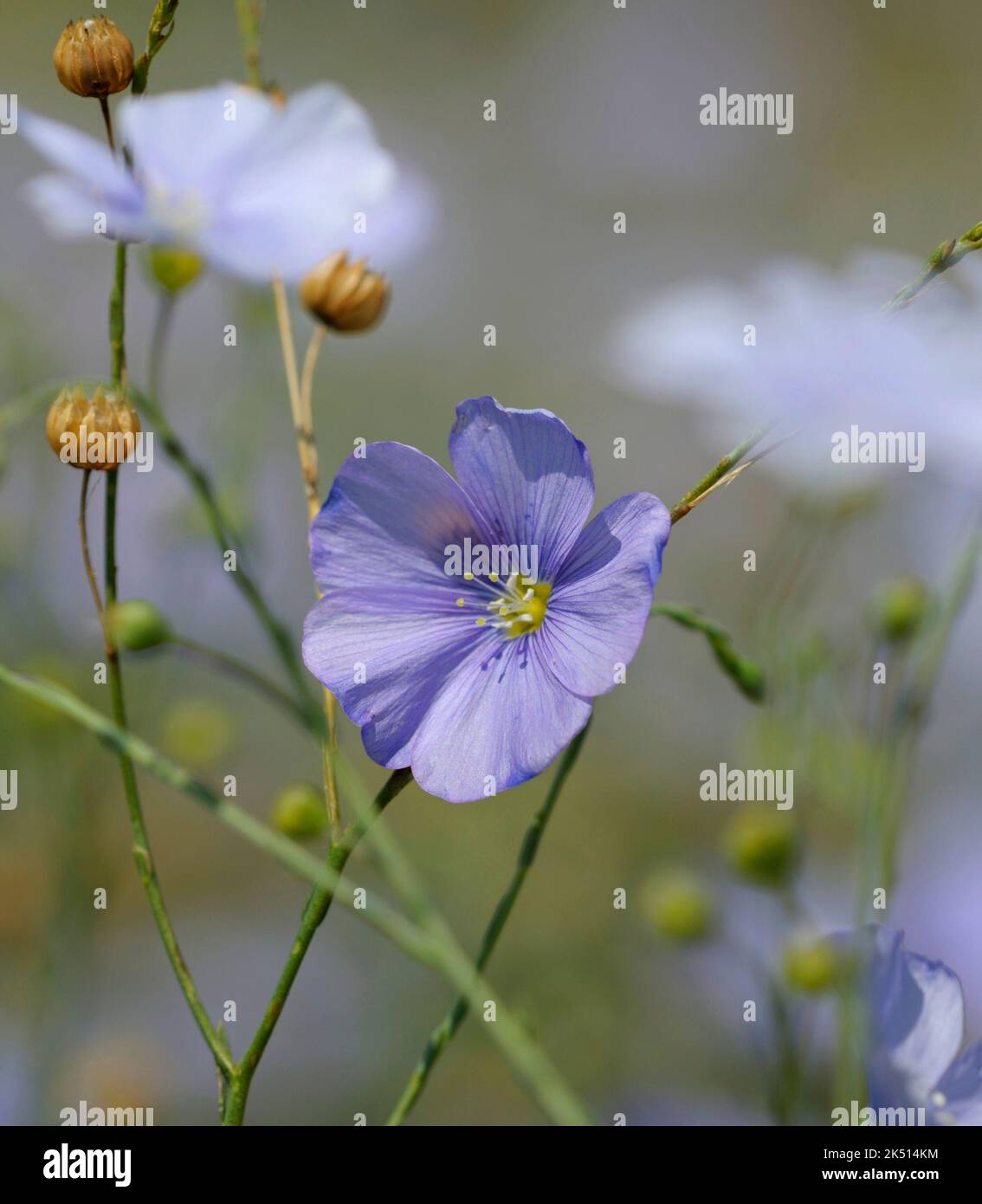 Flowers of common flax, Linum usitatissimum, blooming in a field Stock ...