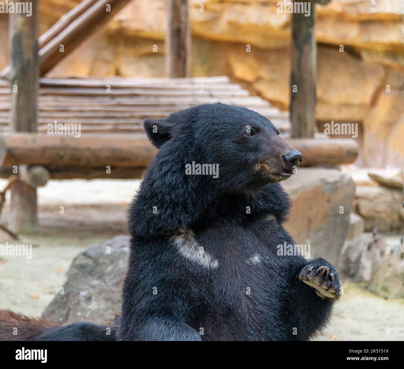 A cute black bear in a safari park Stock Photo - Alamy