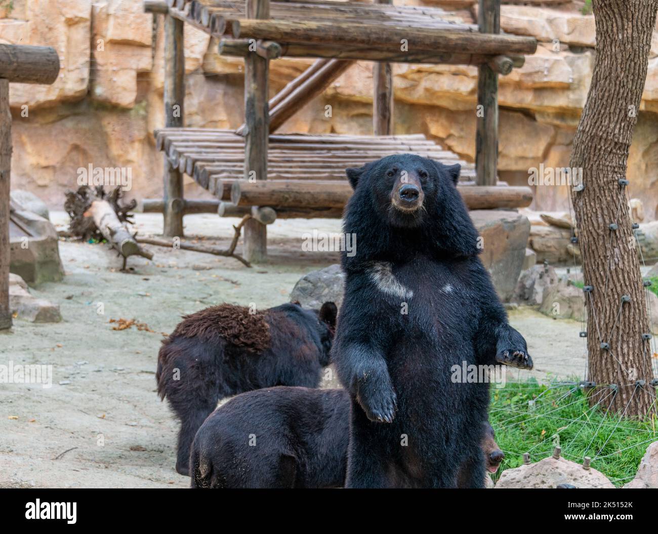A cute black bear in a safari park Stock Photo - Alamy