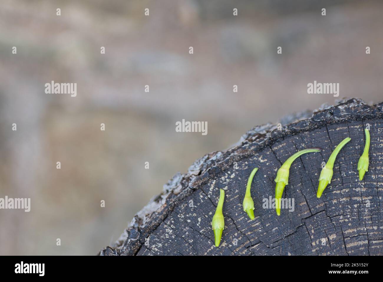 A top view of green chili peppers on a tree stump Stock Photo - Alamy