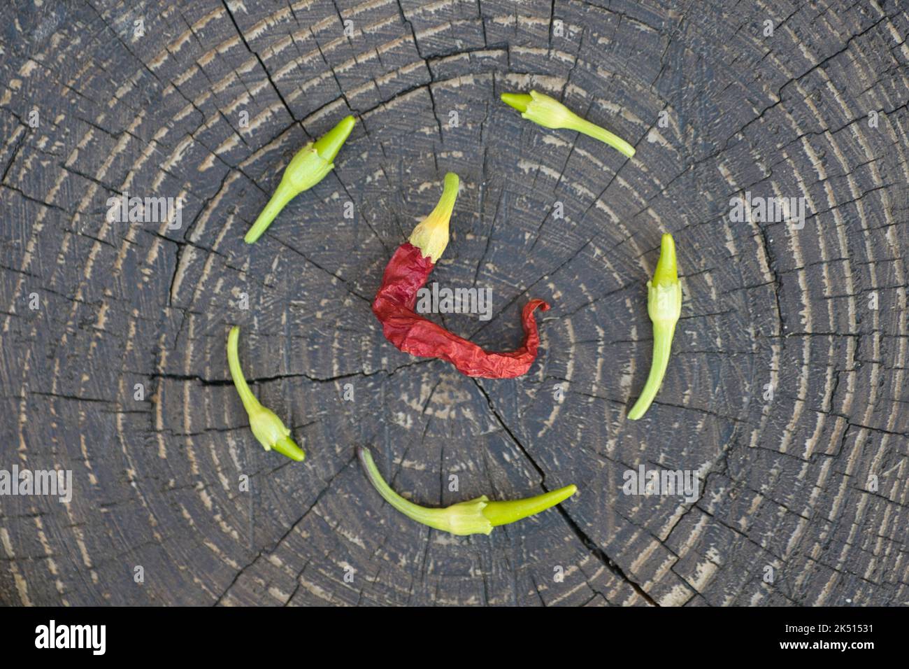 A top view of green and red chili peppers on a tree stump Stock Photo ...