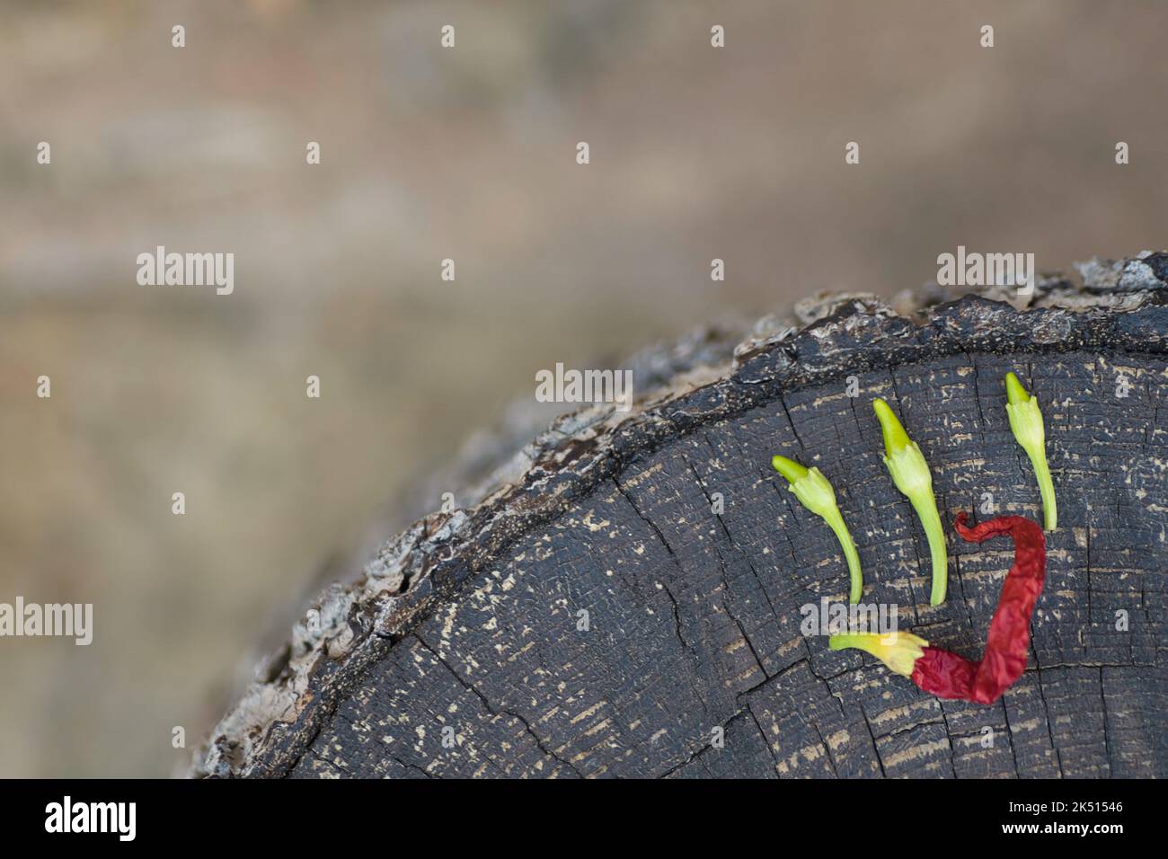 A top view of green and red chili peppers on a tree stump Stock Photo ...