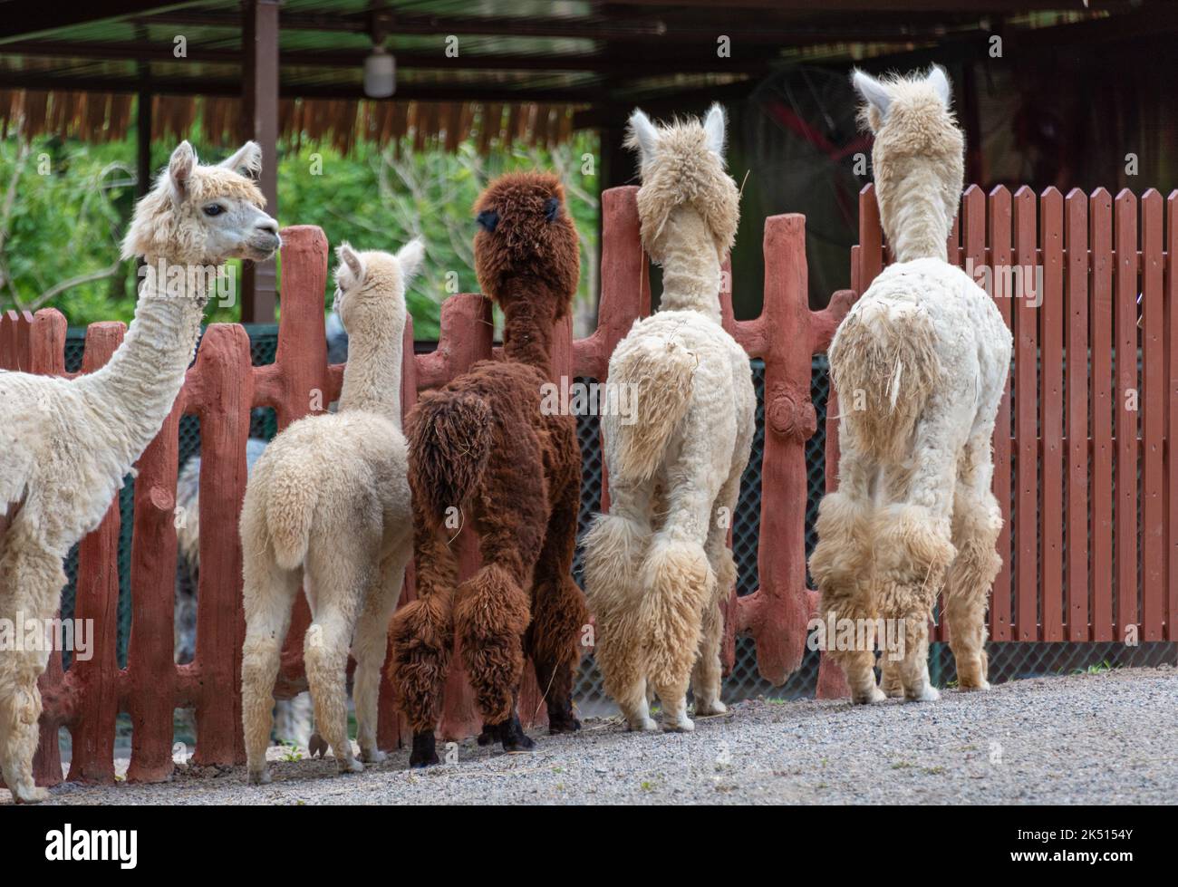 A group of lovely alpacas in a safari park Stock Photo - Alamy
