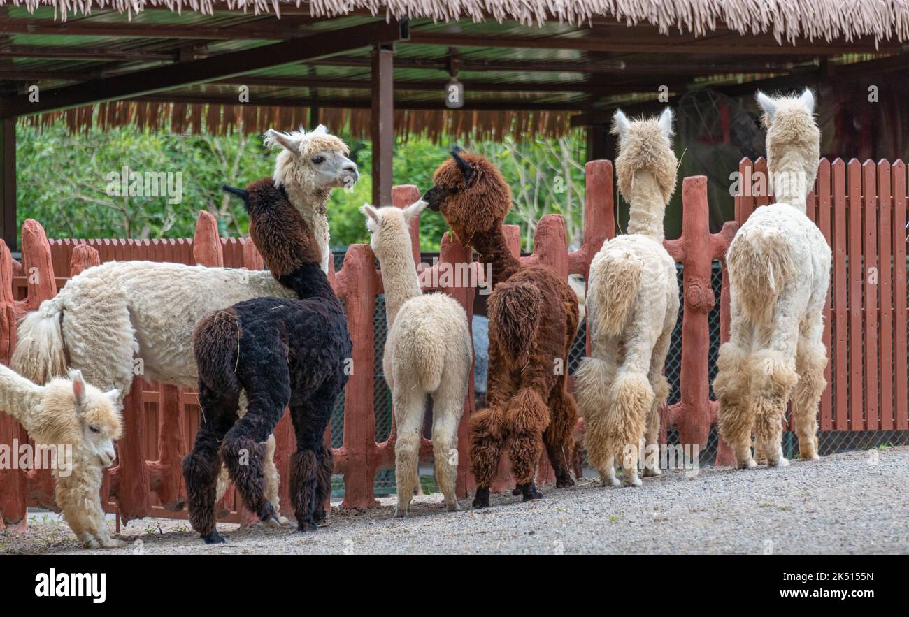 A group of lovely alpacas in a safari park Stock Photo - Alamy