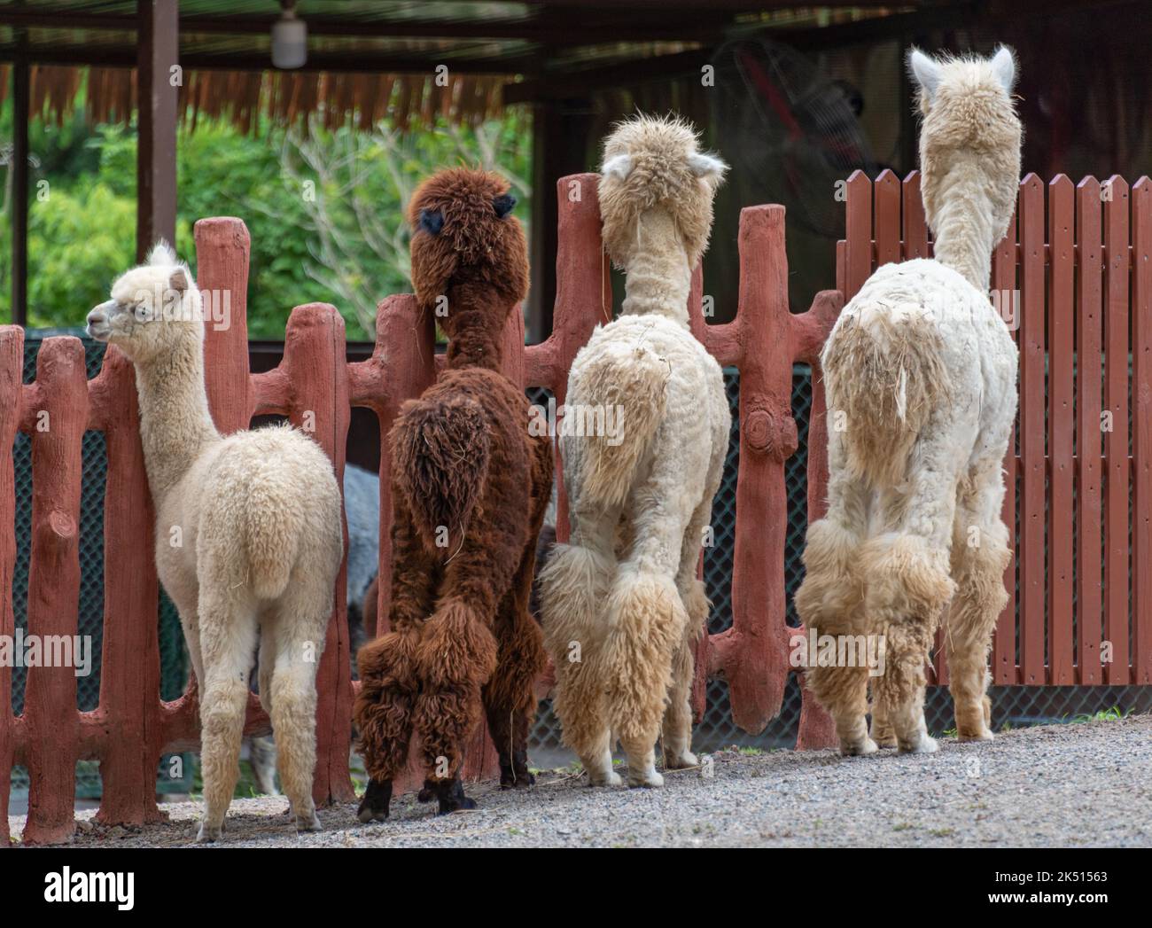 A group of lovely alpacas in a safari park Stock Photo - Alamy