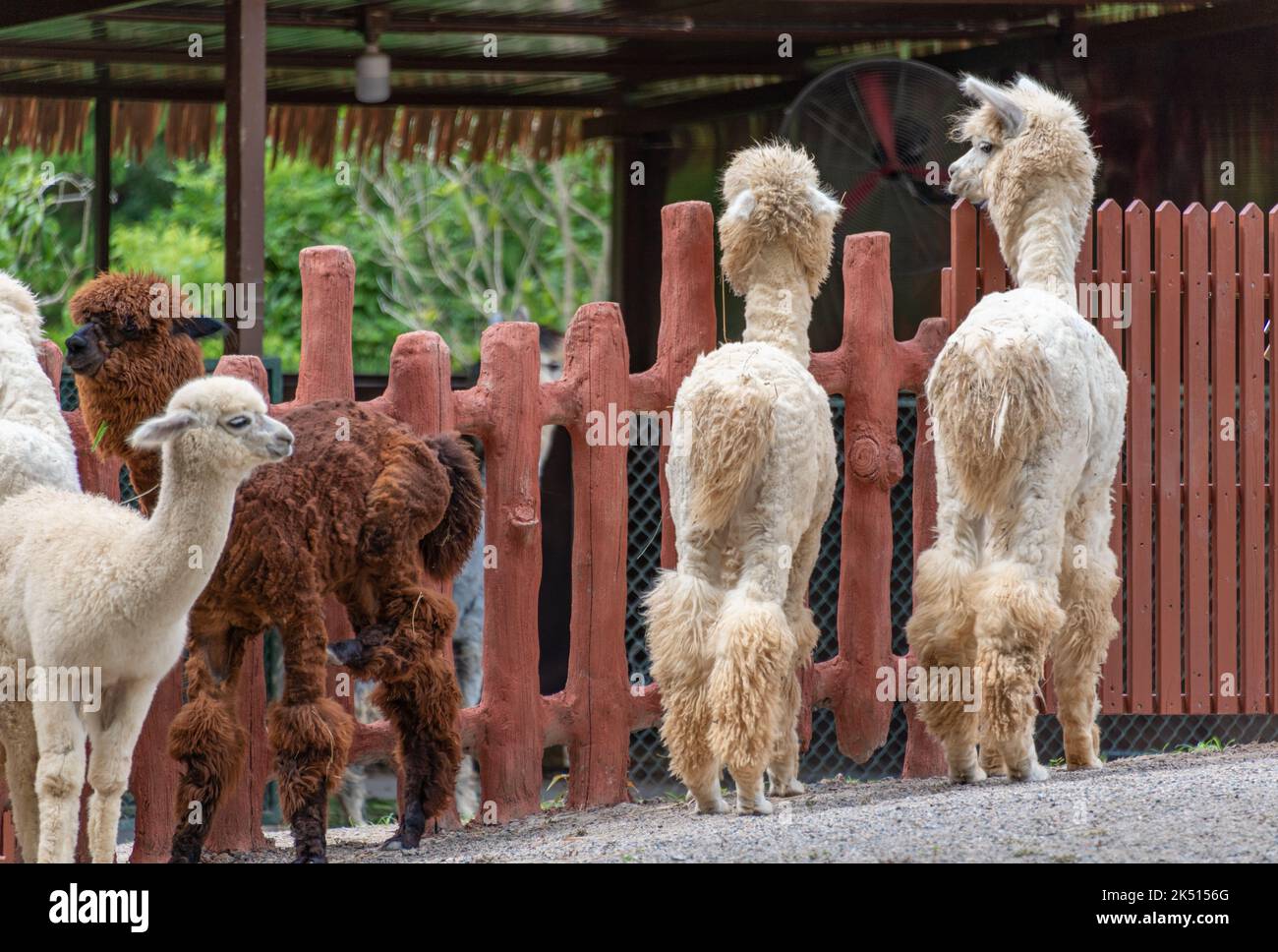 A group of lovely alpacas in a safari park Stock Photo - Alamy