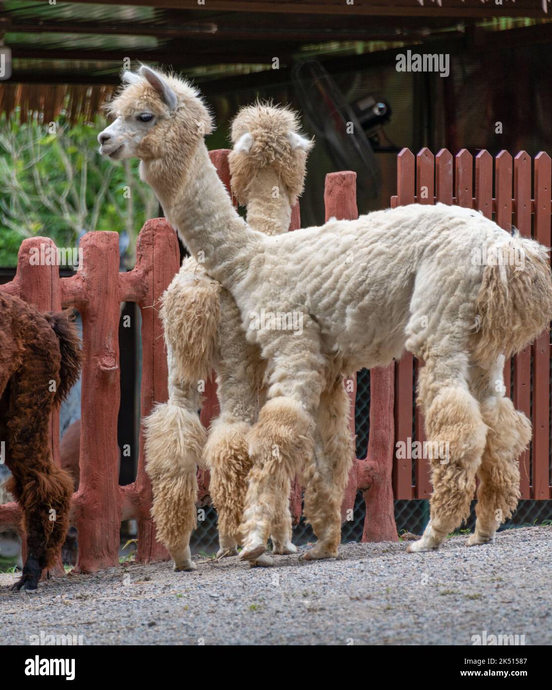 A group of lovely alpacas in a safari park Stock Photo - Alamy