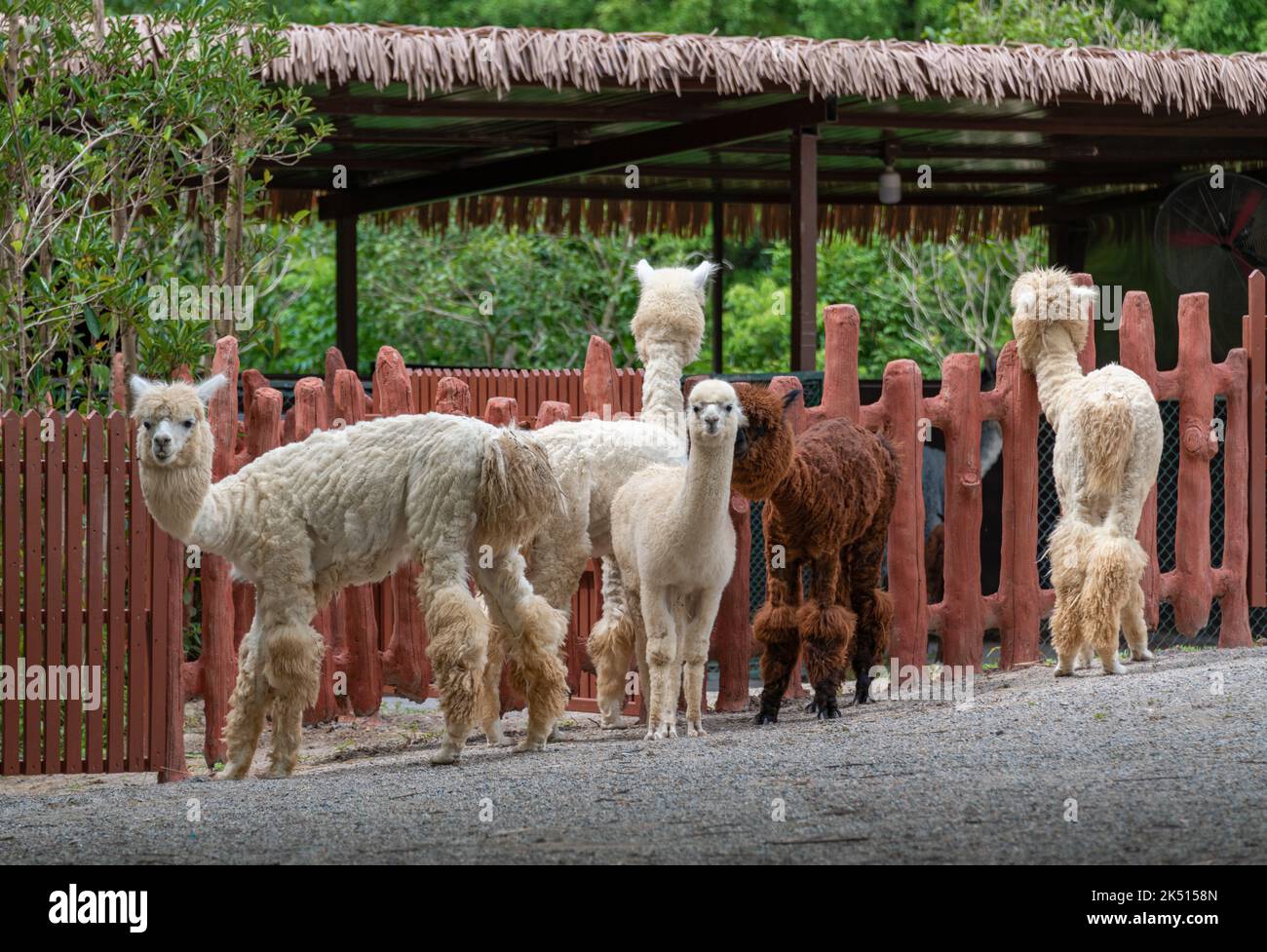 A group of lovely alpacas in a safari park Stock Photo - Alamy