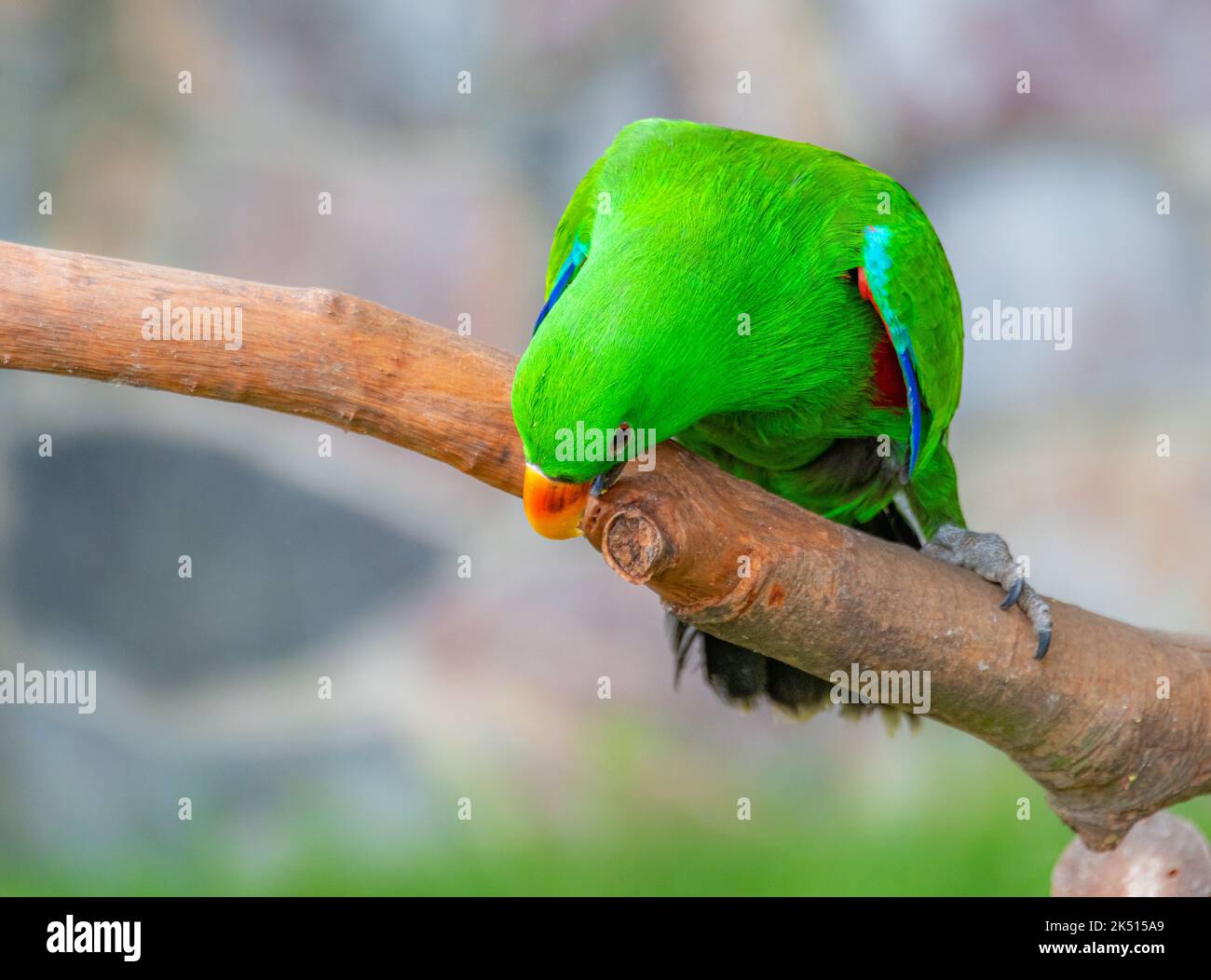 Parrots zoo bright colors hi-res stock photography and images - Alamy
