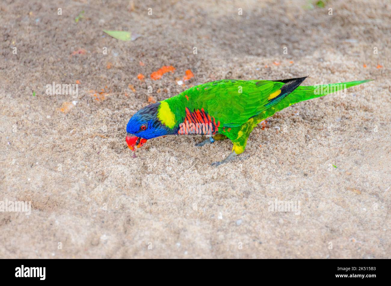 Parrots eat hi-res stock photography and images - Alamy