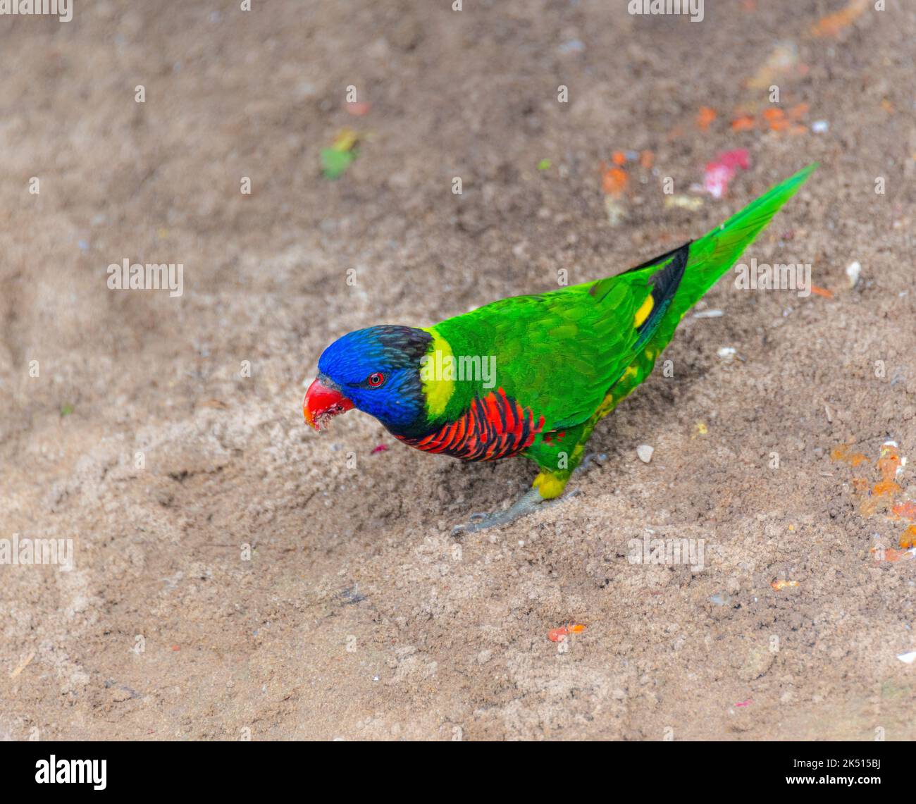 A beautiful parrot in a safari park Stock Photo - Alamy