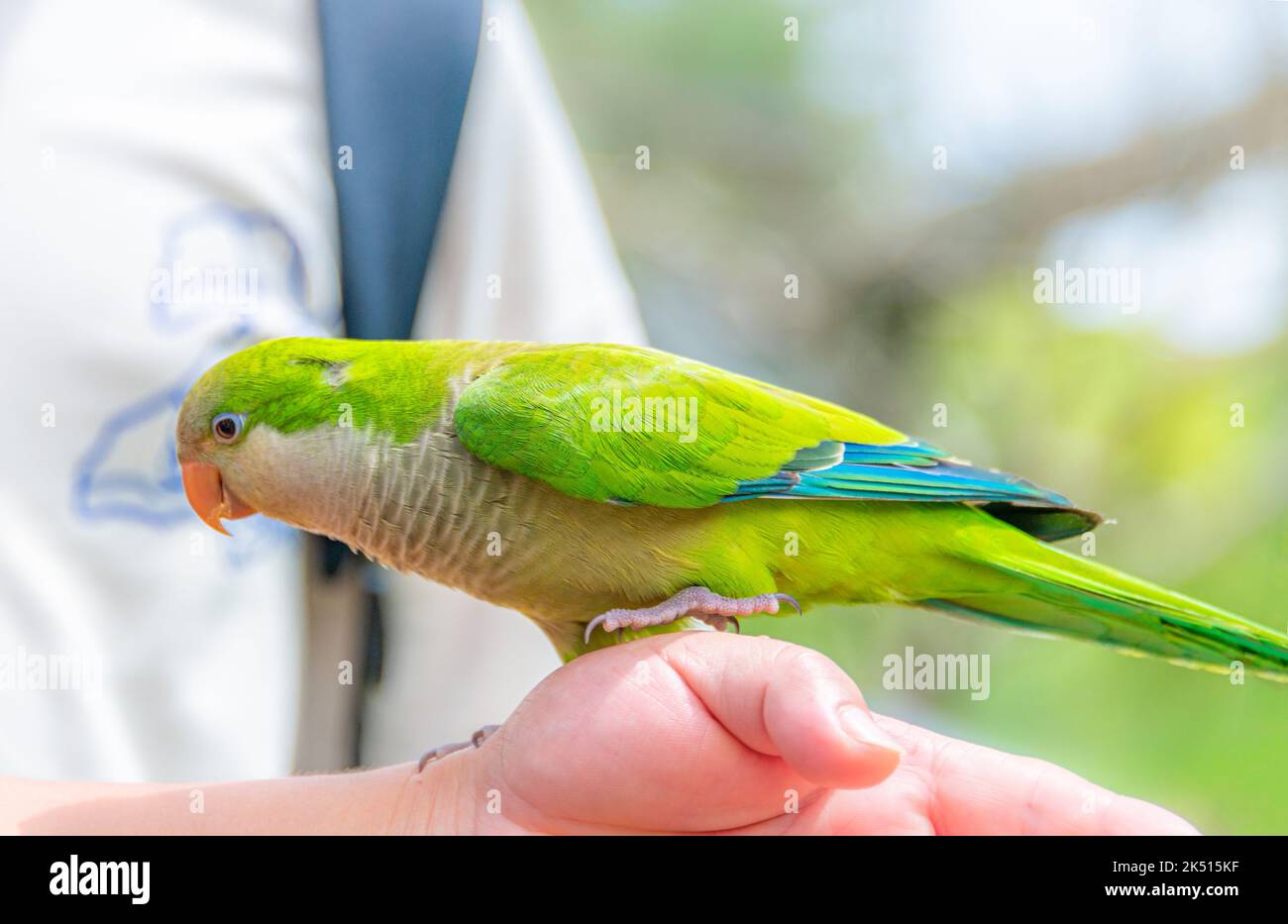 A beautiful parrot in a safari park Stock Photo - Alamy