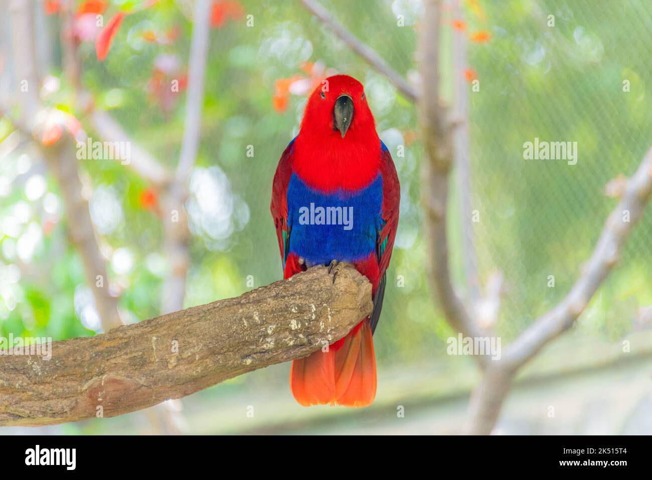 A beautiful parrot in a safari park Stock Photo - Alamy