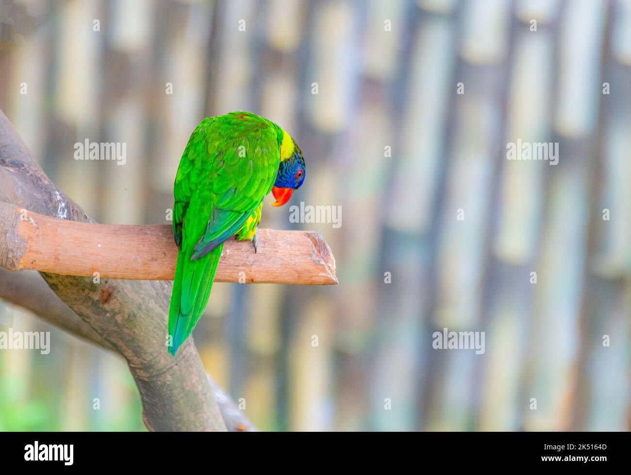 Parrots eat hi-res stock photography and images - Alamy