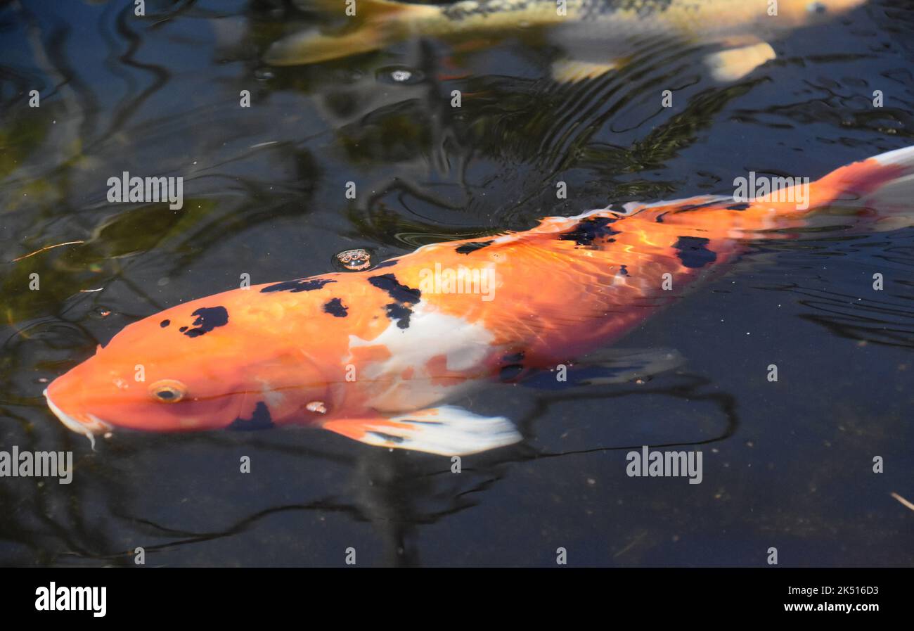 Swimming large orange and black koi fish in the water Stock Photo - Alamy