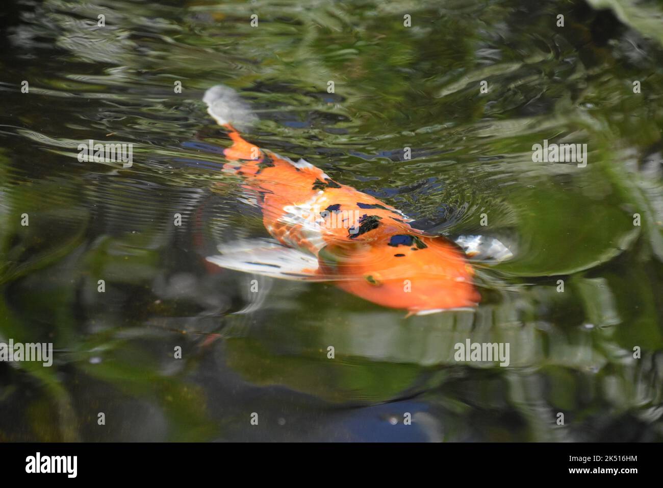 Big spotted koi fish swimming along under the water causing ripples ...