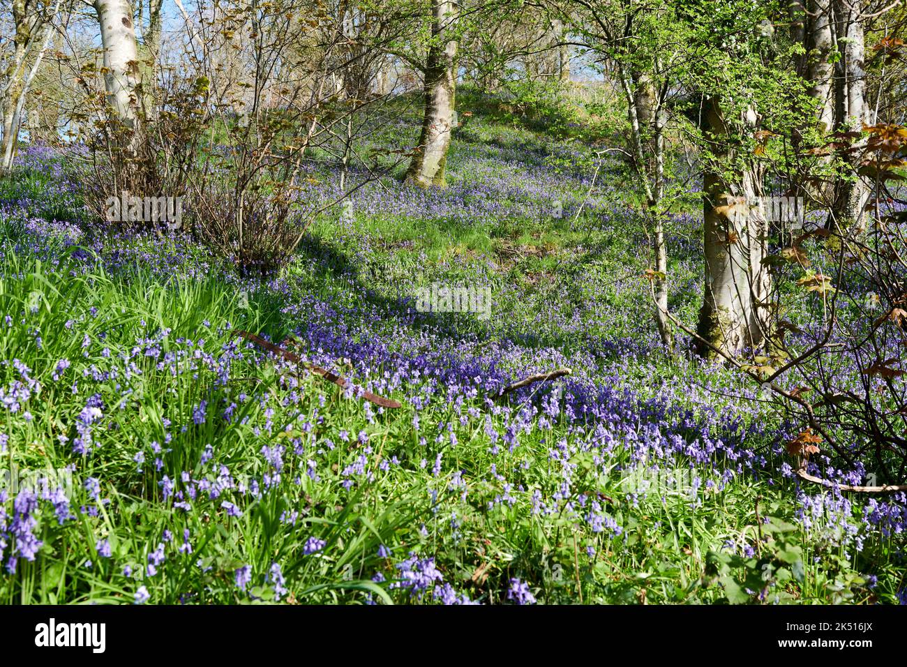 A field of bluebells among the trees at Calder Wood, Calderbridge Stock ...