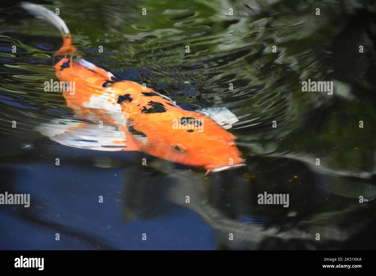 Swimming spotted black white and orange koi fish under water Stock ...