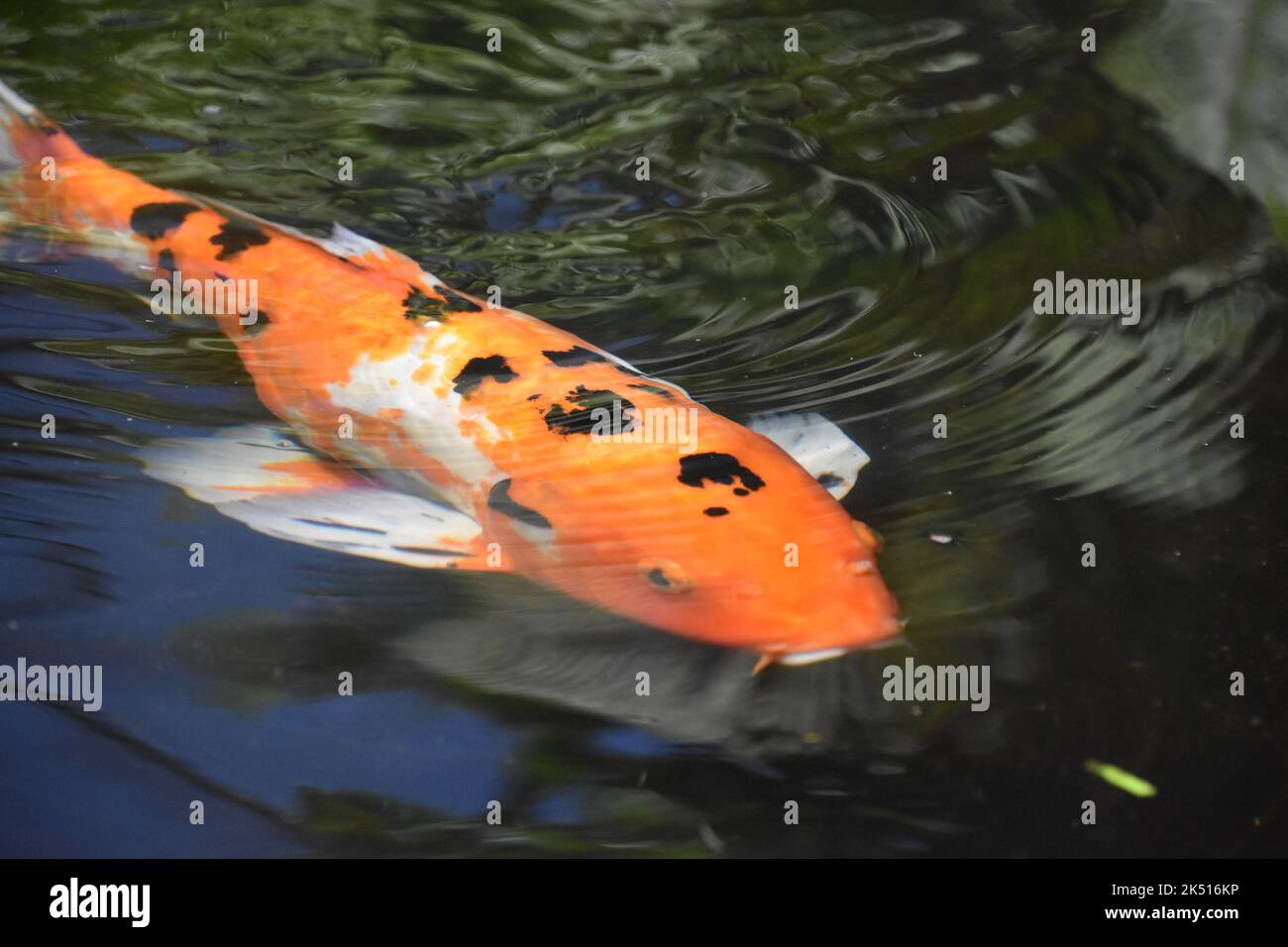 Stunning swimming spotted koi fish swimming around in a pond Stock ...