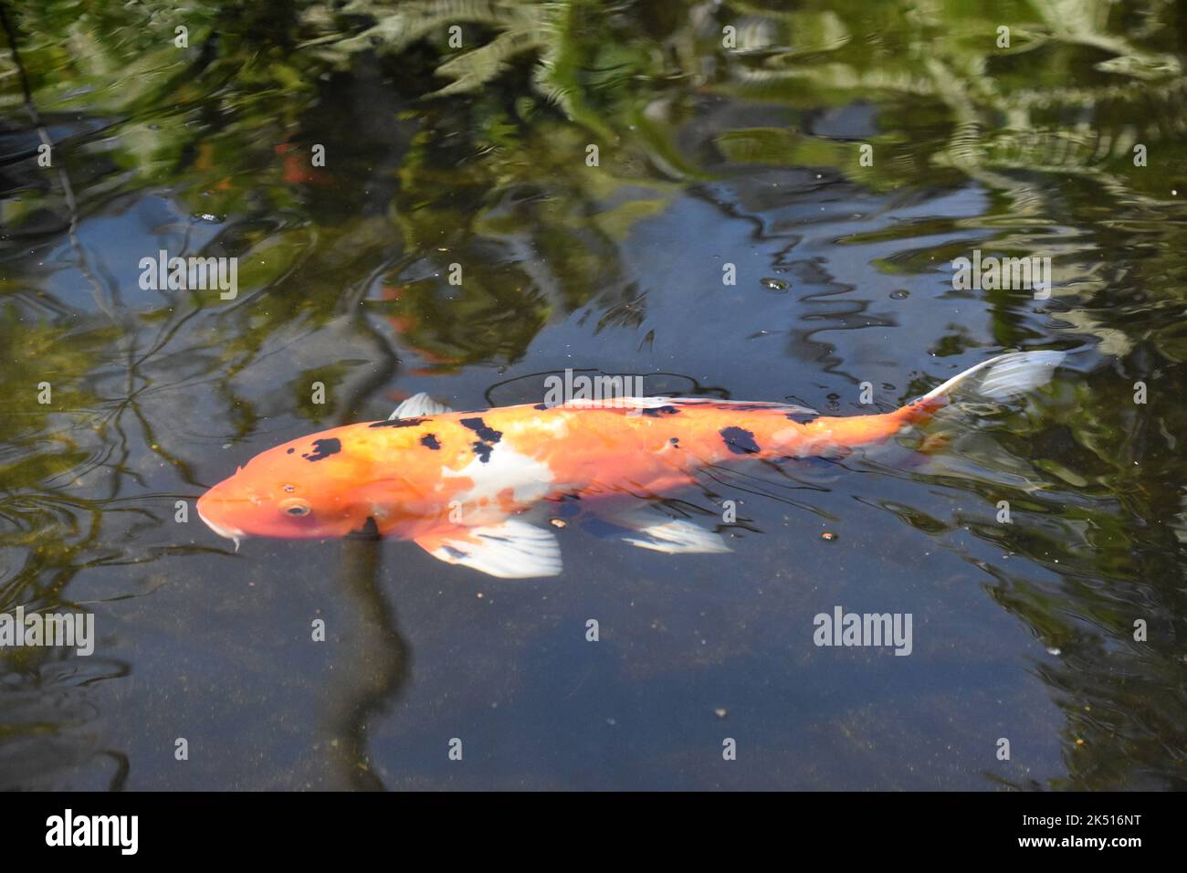 orange and black spotted koi fish swimming in a Japanese koi pond Stock ...