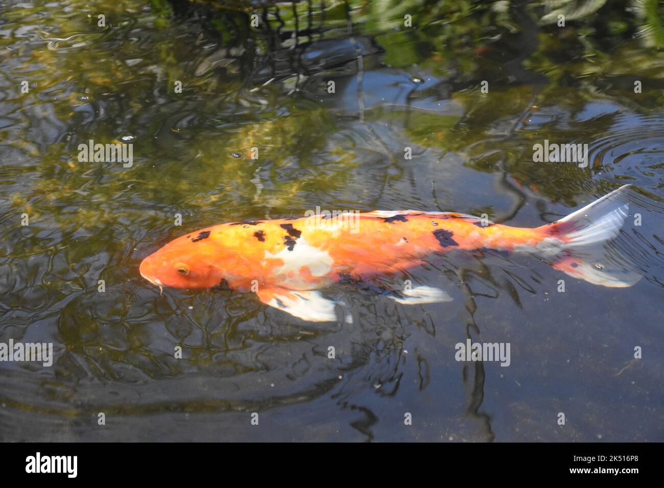Spotted koi swimming in a zen Japanese koi pond in Aruba Stock Photo ...