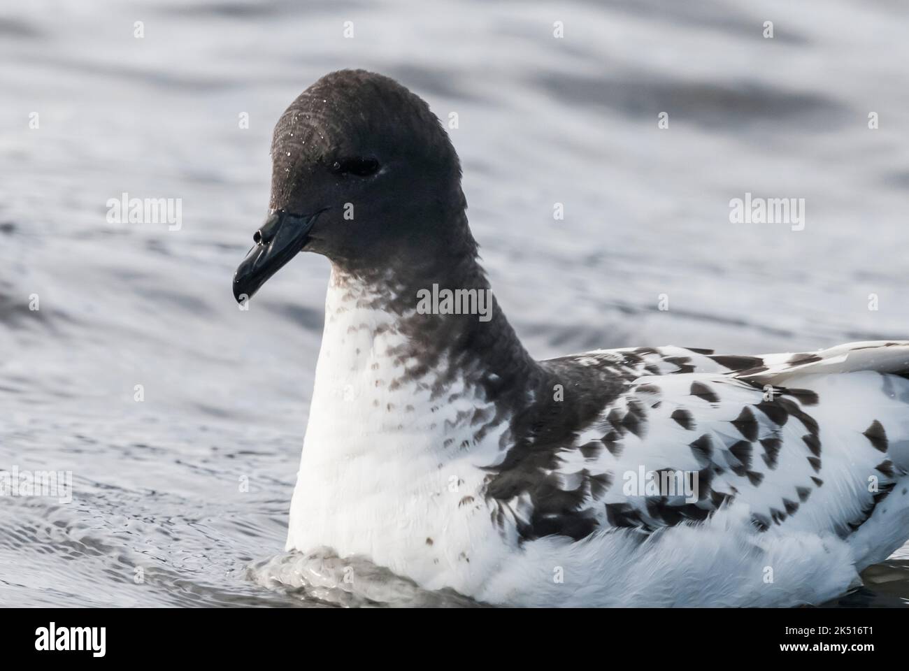 Cape Petrel, swimming over the surface of the Antarctic sea Stock Photo ...