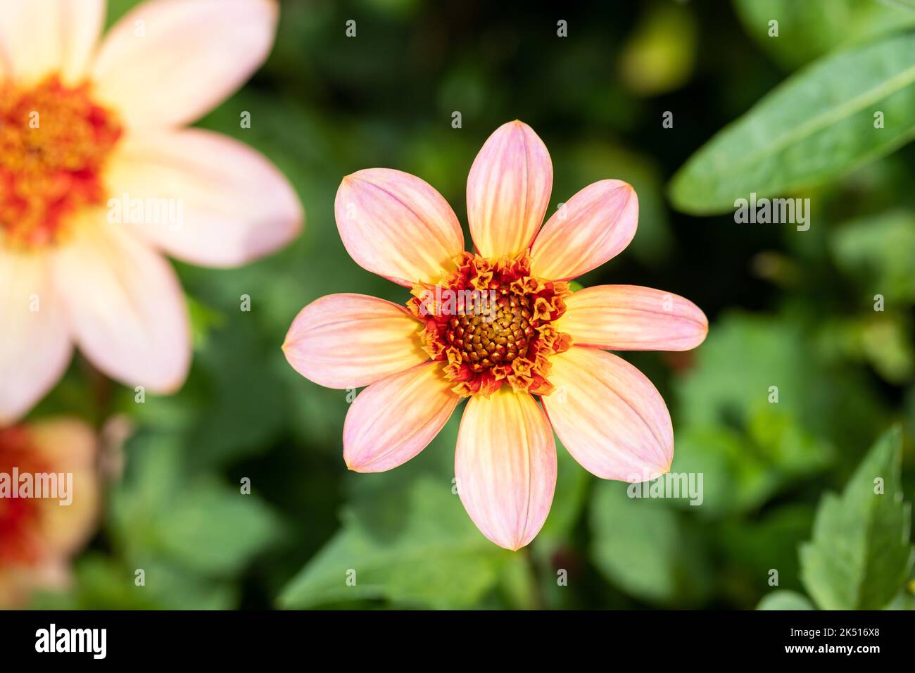 Single Dahlia flower in early autumn, Dorset, England Stock Photo - Alamy
