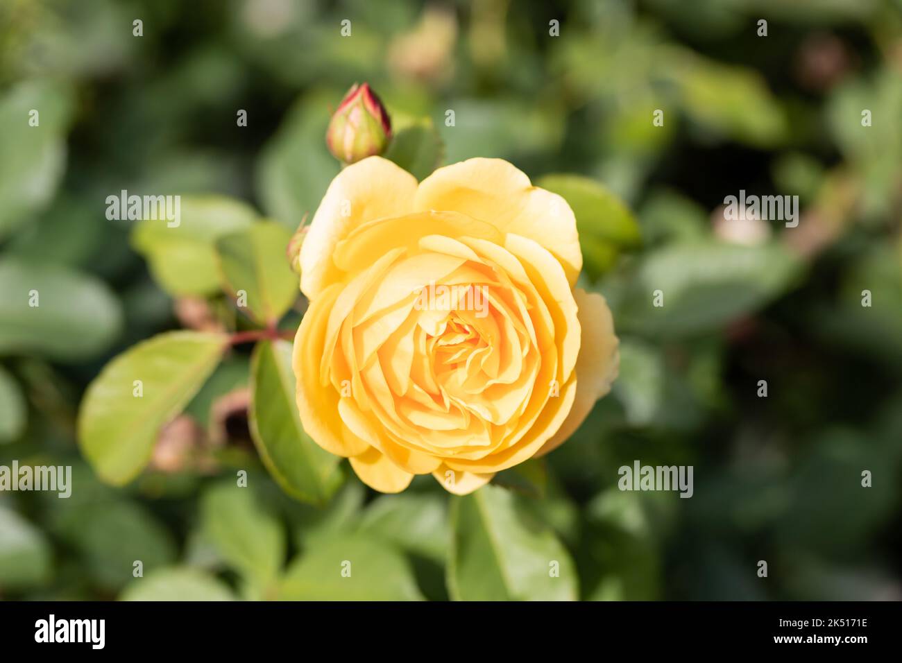 Orange yellow rose in early autumn, Dorset, England Stock Photo - Alamy