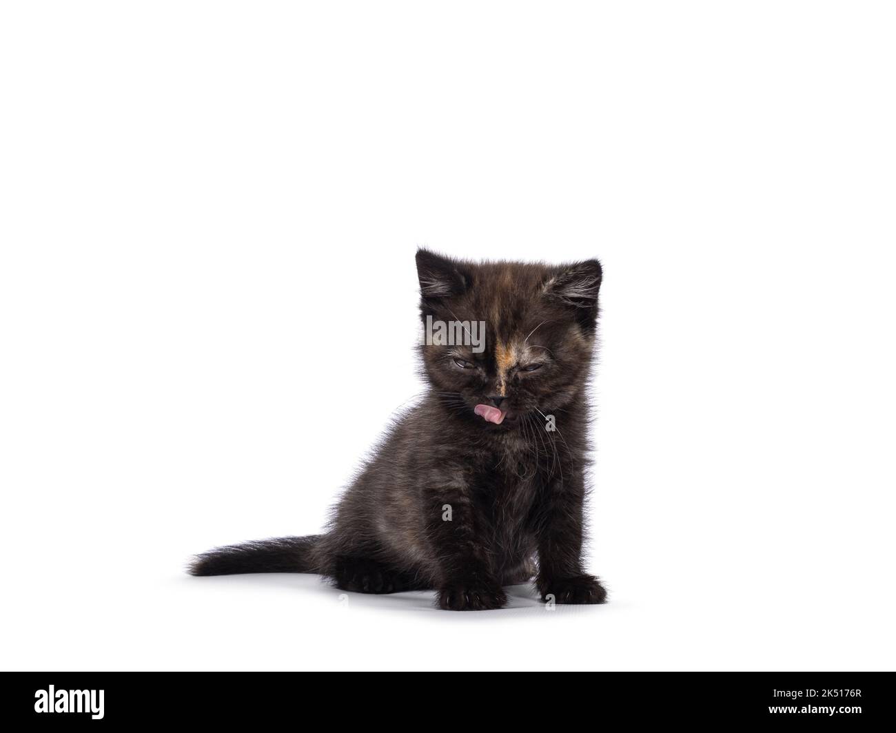 Very tiny curious little tortie British Shorthair cat kitten, sitting ... Very tiny curious little tortie British Shorthair cat kitten, sitting ...