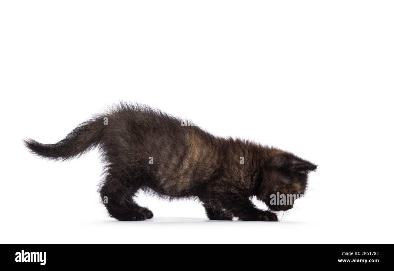 Very tiny curious little tortie British Shorthair cat kitten, walking ... Very tiny curious little tortie British Shorthair cat kitten, walking ...
