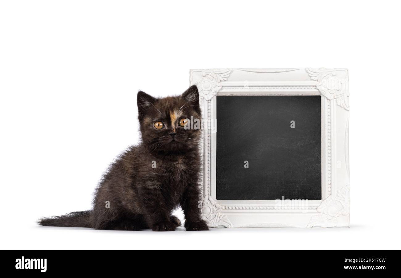 British picture frame Cut Out Stock Images & Pictures - Alamy