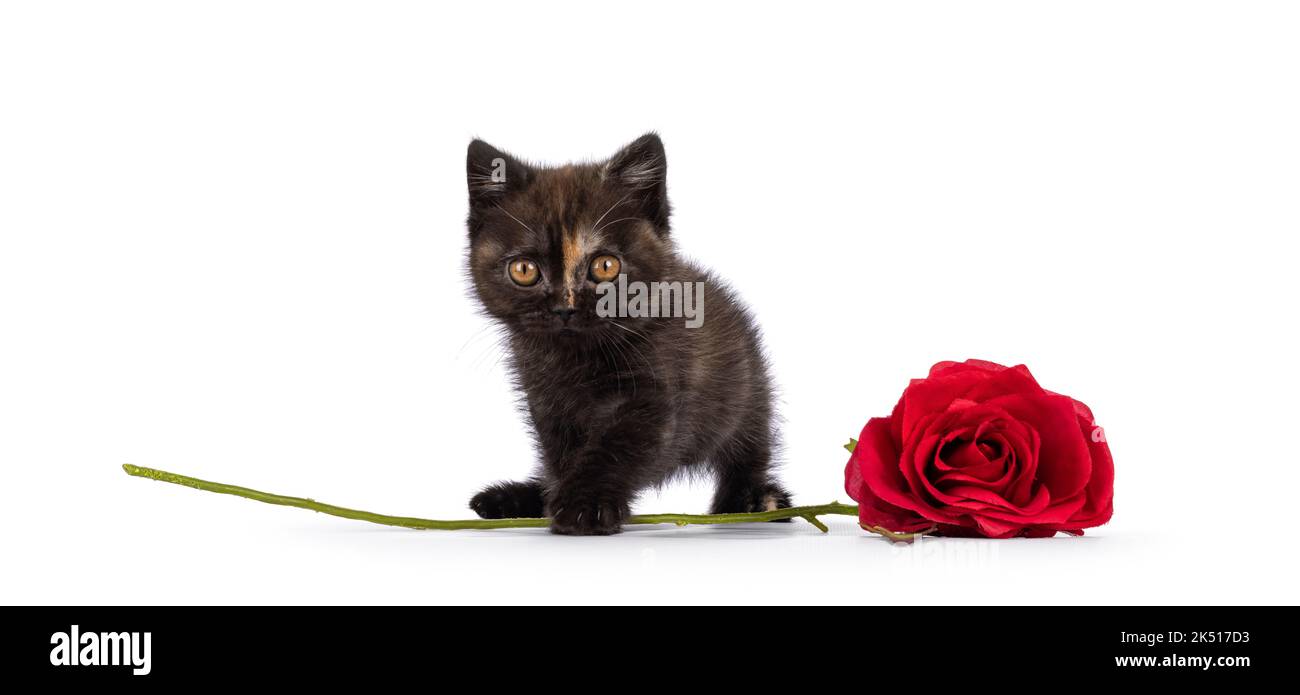 Very tiny curious little tortie British Shorthair cat kitten, standing ... Very tiny curious little tortie British Shorthair cat kitten, standing ...